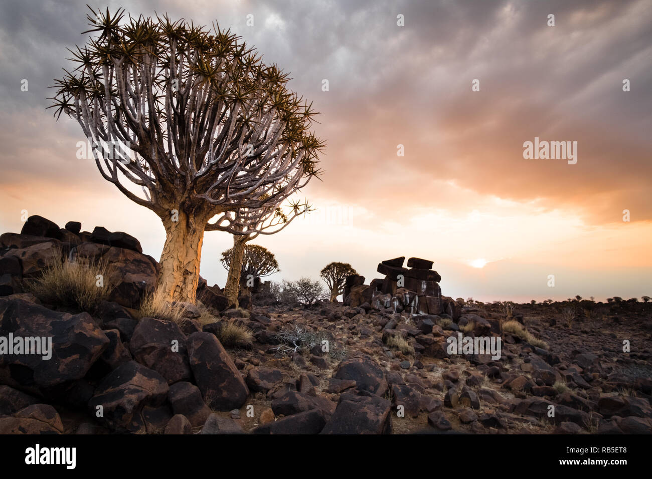 Quiver Tree in the Sunset Stock Photo - Alamy