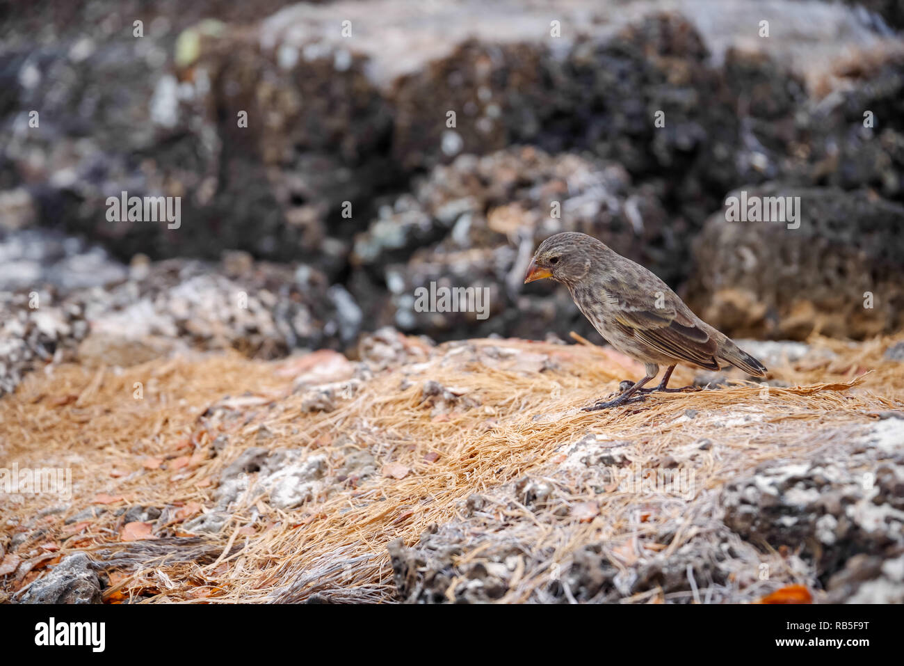 Medium ground finches hi-res stock photography and images - Alamy