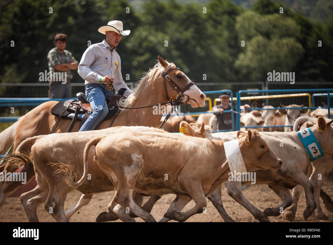 Cowboy chasing cows Stock Photo - Alamy