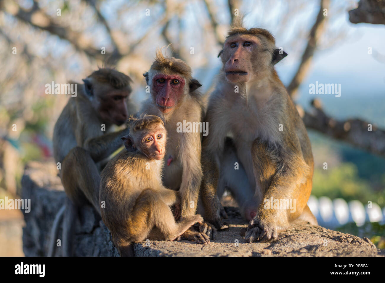 A family of monkeys poses Stock Photo - Alamy