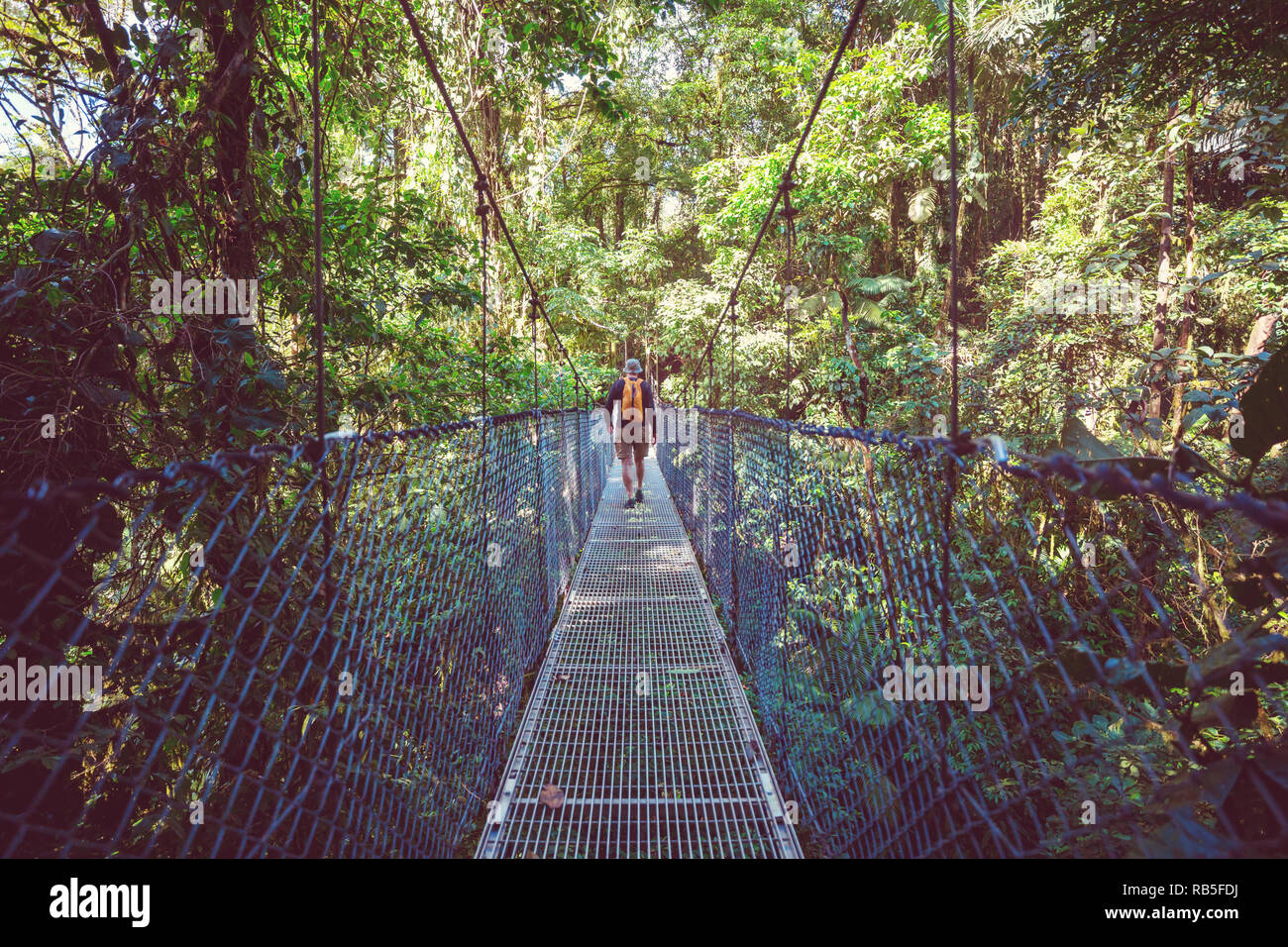 Handing Bridge in green jungle, Costa Rica, Central America Stock Photo ...