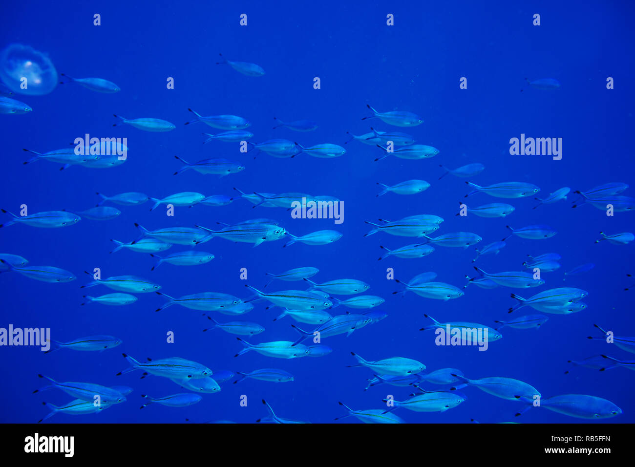fish under water Stock Photo - Alamy
