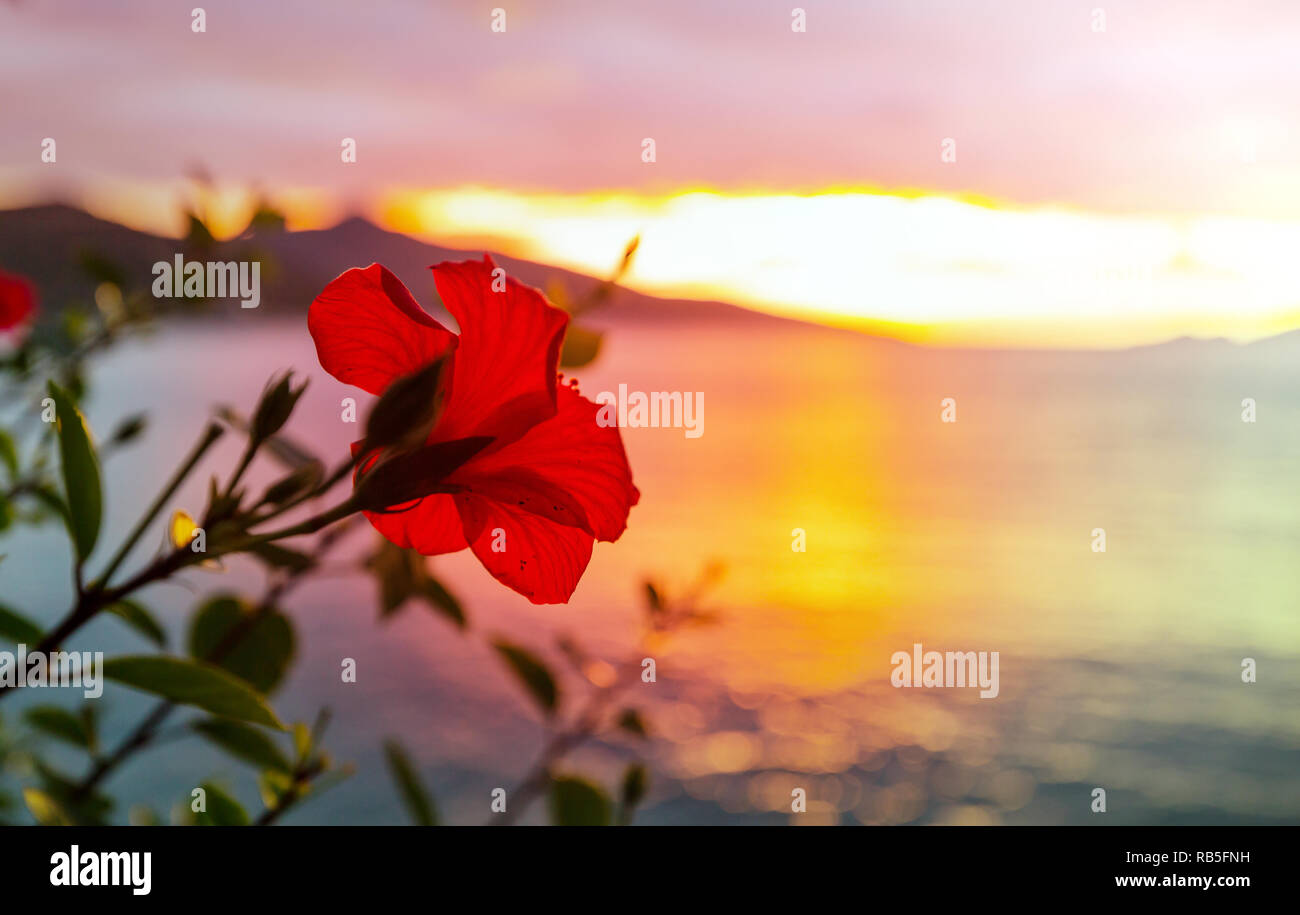 Fantastic tropical sunset in flowers garden Stock Photo - Alamy
