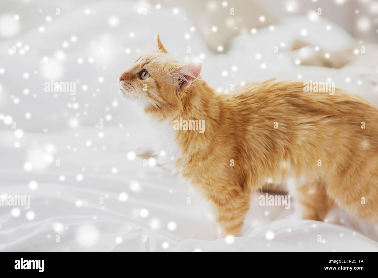 White cat over christmas hi-res stock photography and images - Alamy