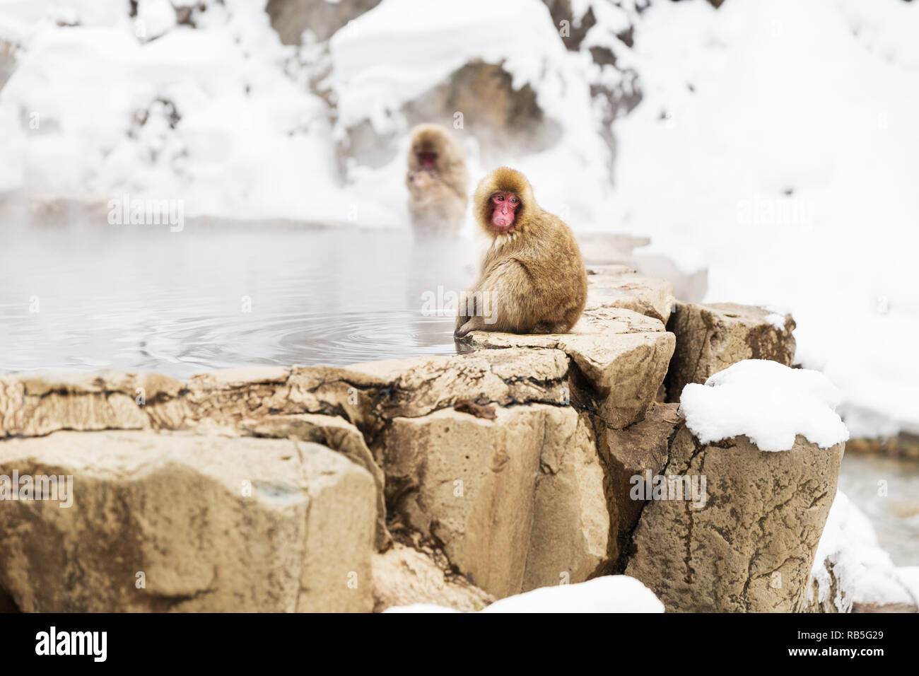 japanese macaques or snow monkeys in hot spring Stock Photo - Alamy