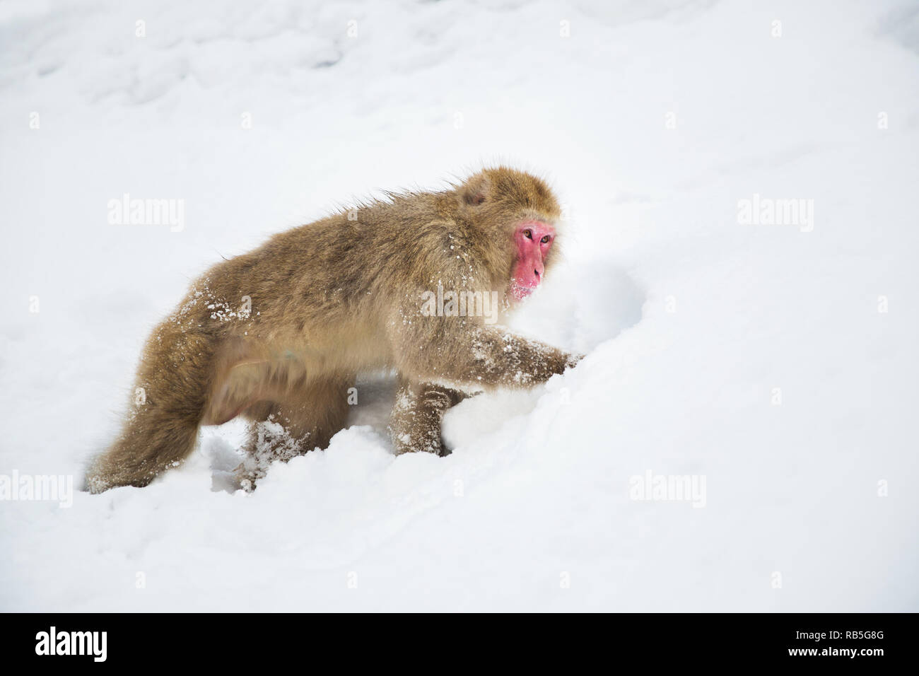 japanese macaque or monkey searching food in snow Stock Photo - Alamy