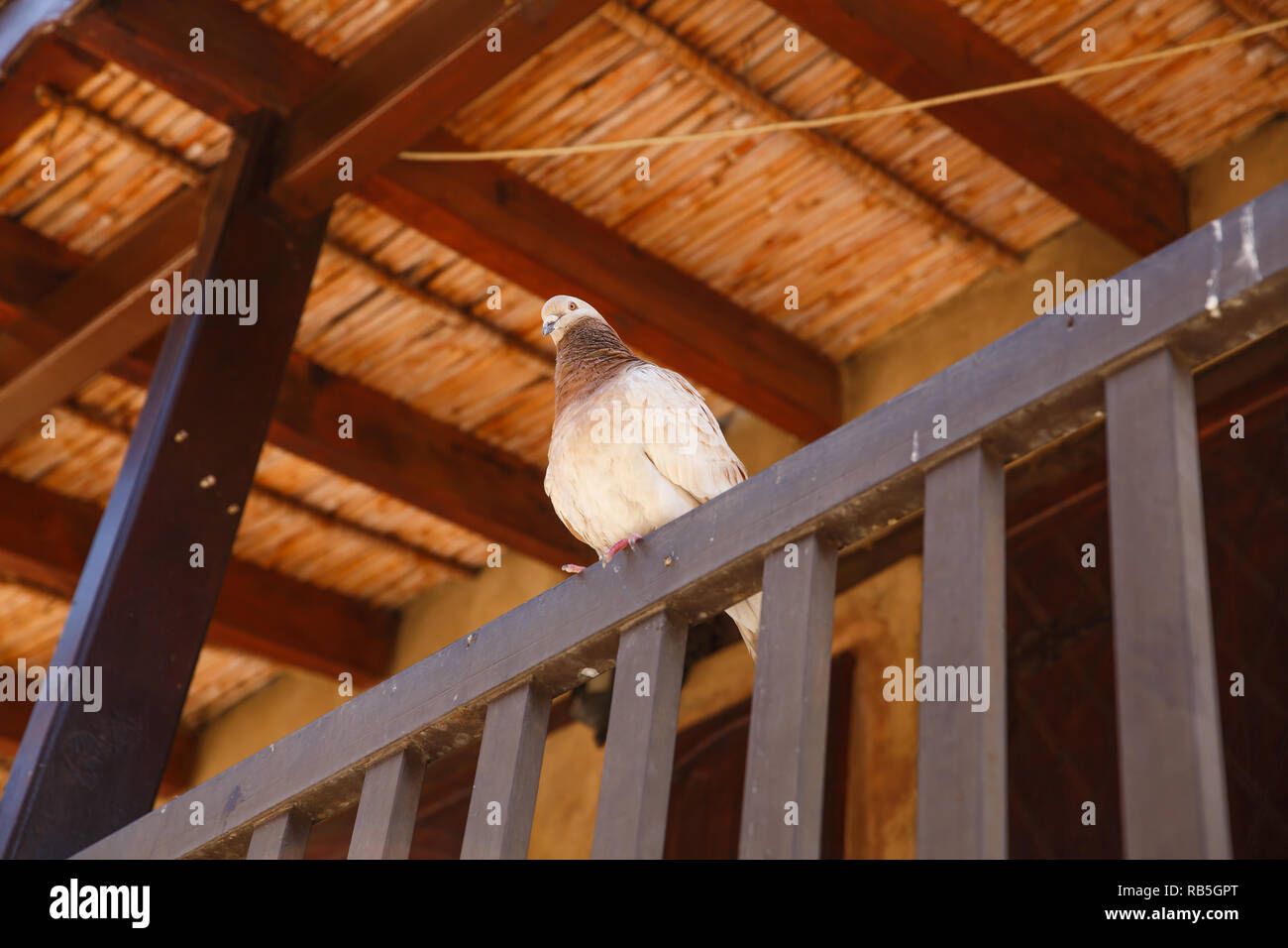 Pigeon sitting on the balcony in old Kakopetria village, Cyprus Stock ...