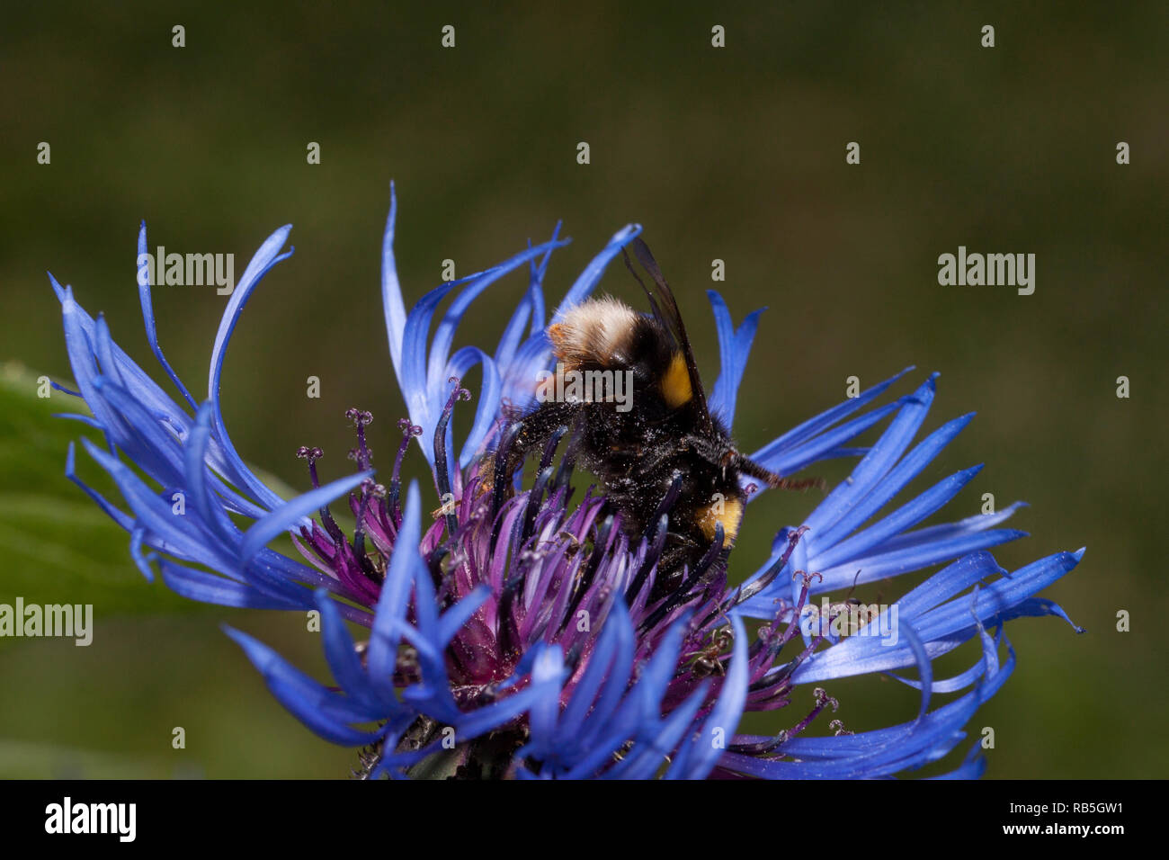 Bumblebee is gathering nectar from a thistle flower. Animals in ...