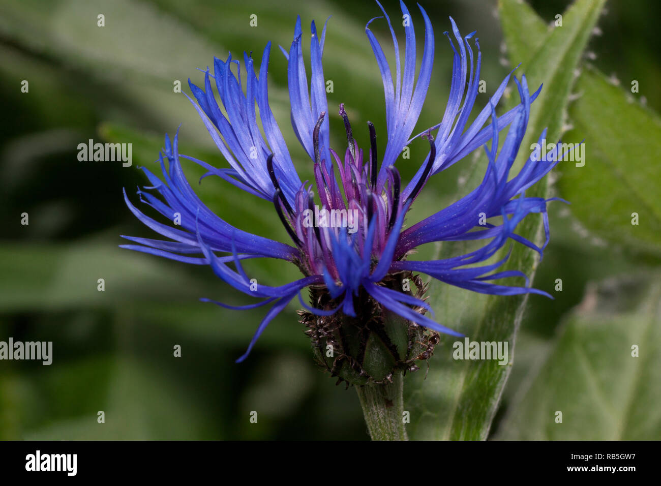 Beautiful thistle flower is growing on a spring meadow. Close up. Live ...