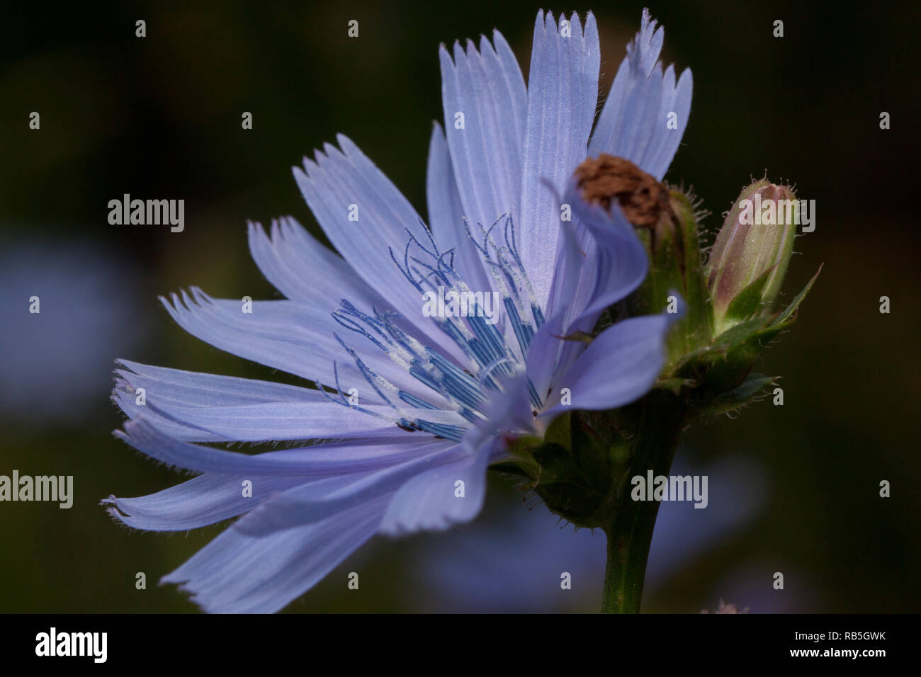 Succory flower hi-res stock photography and images - Alamy