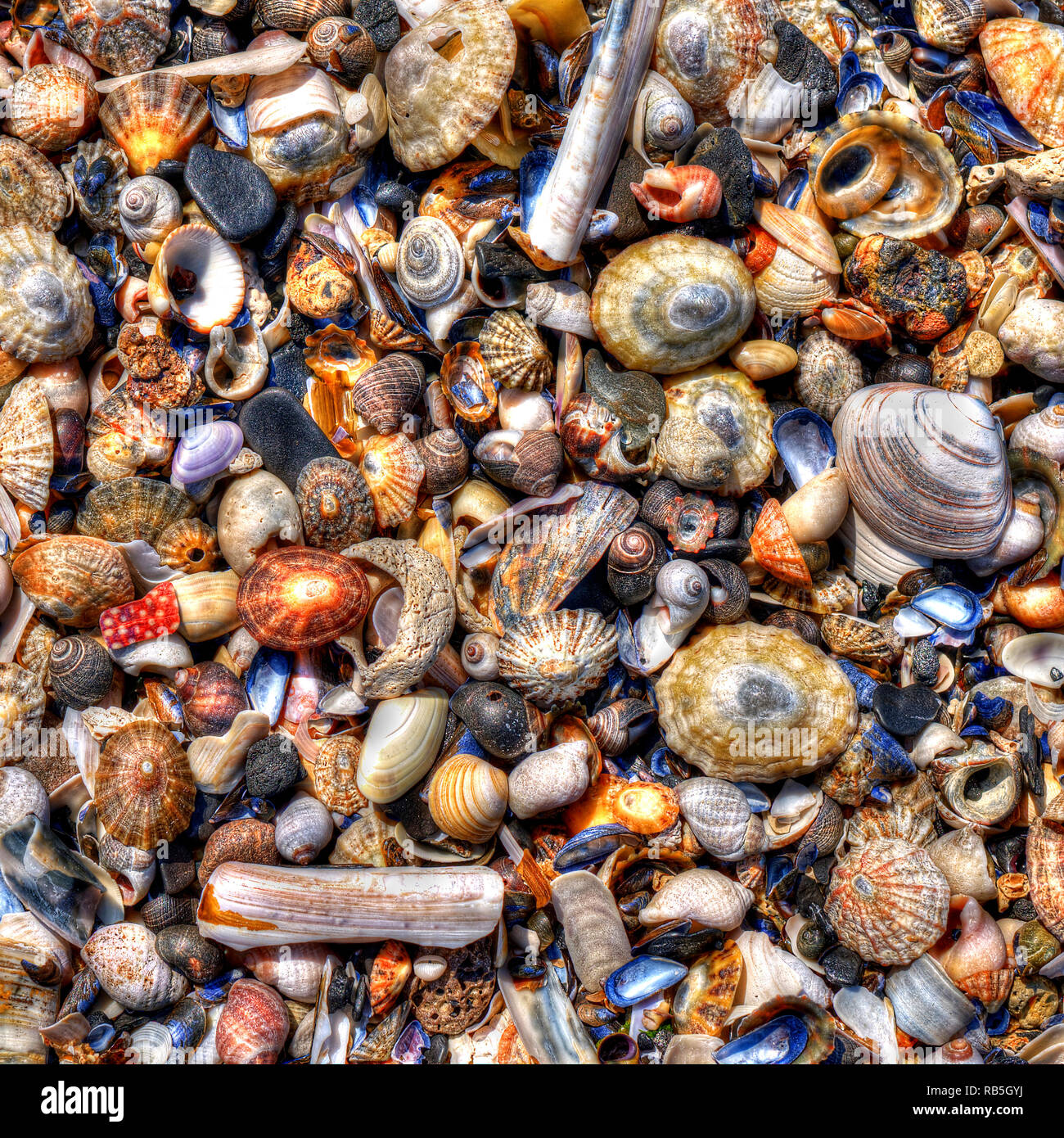 Shells on the beach, with sun shining on them Stock Photo - Alamy