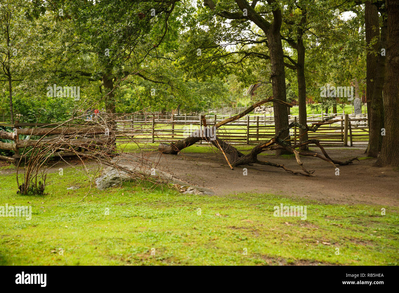 Rural scene at Skansen, the first open-air museum and zoo, located on ...