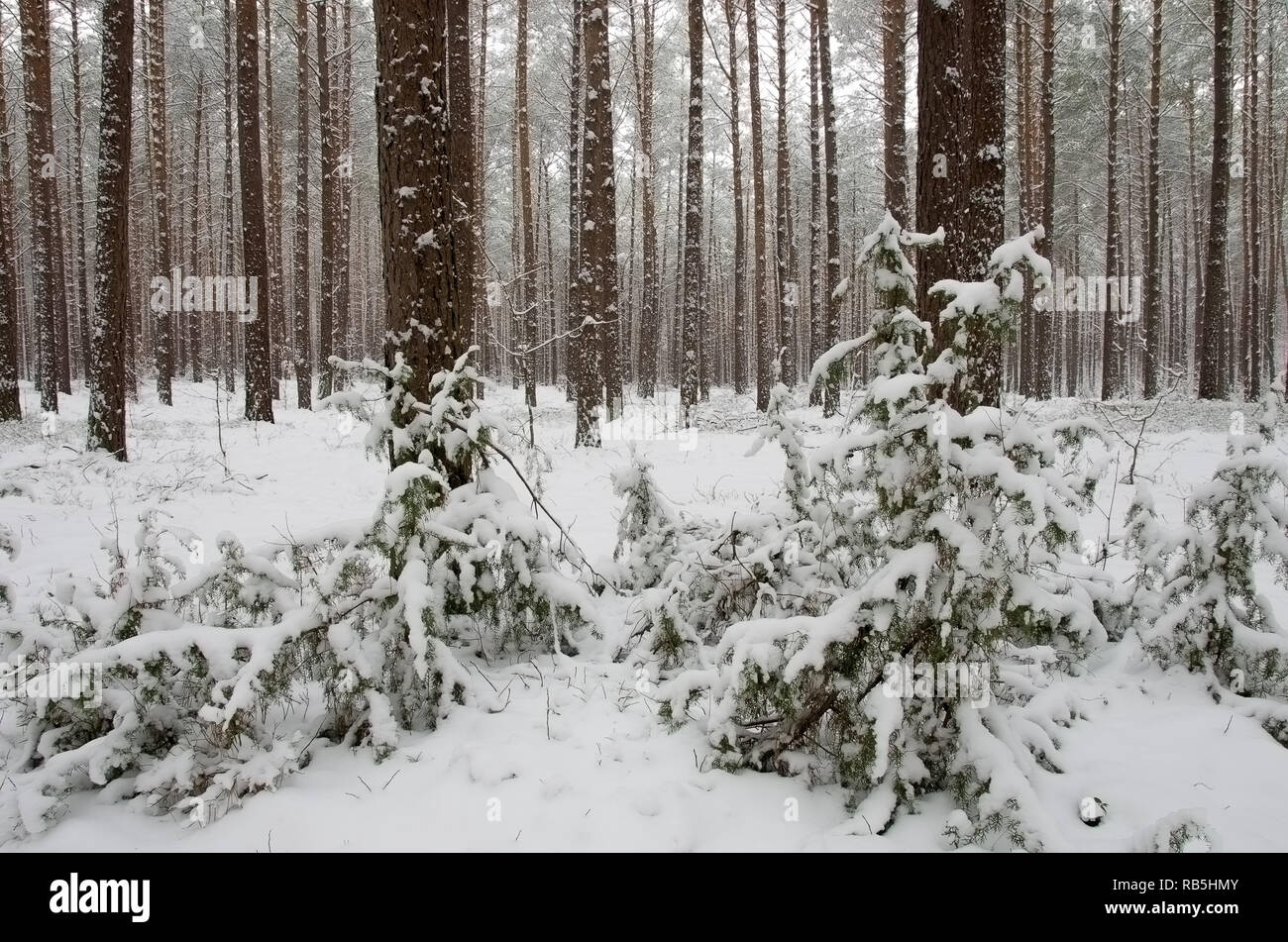Tall vegetation on mountain forest hi-res stock photography and images ...