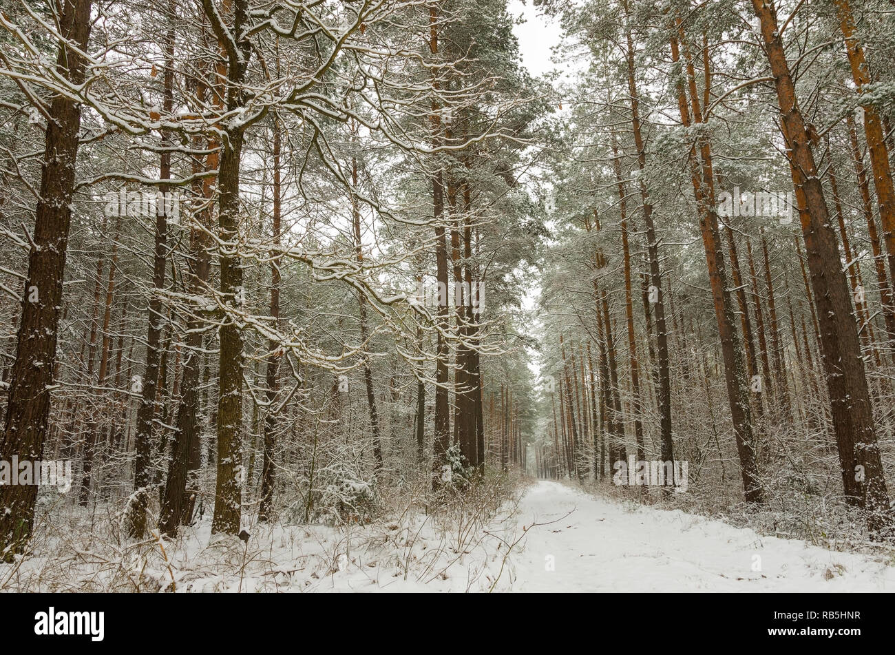 A path in the forest in winter with snow covered trees and the ground ...