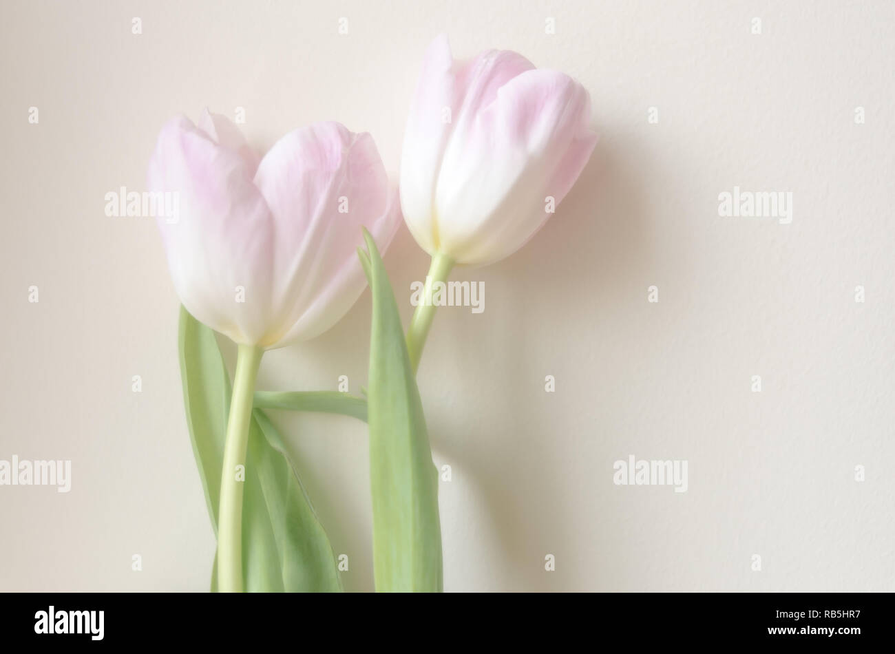 Two cut pink tulips hi-res stock photography and images - Alamy