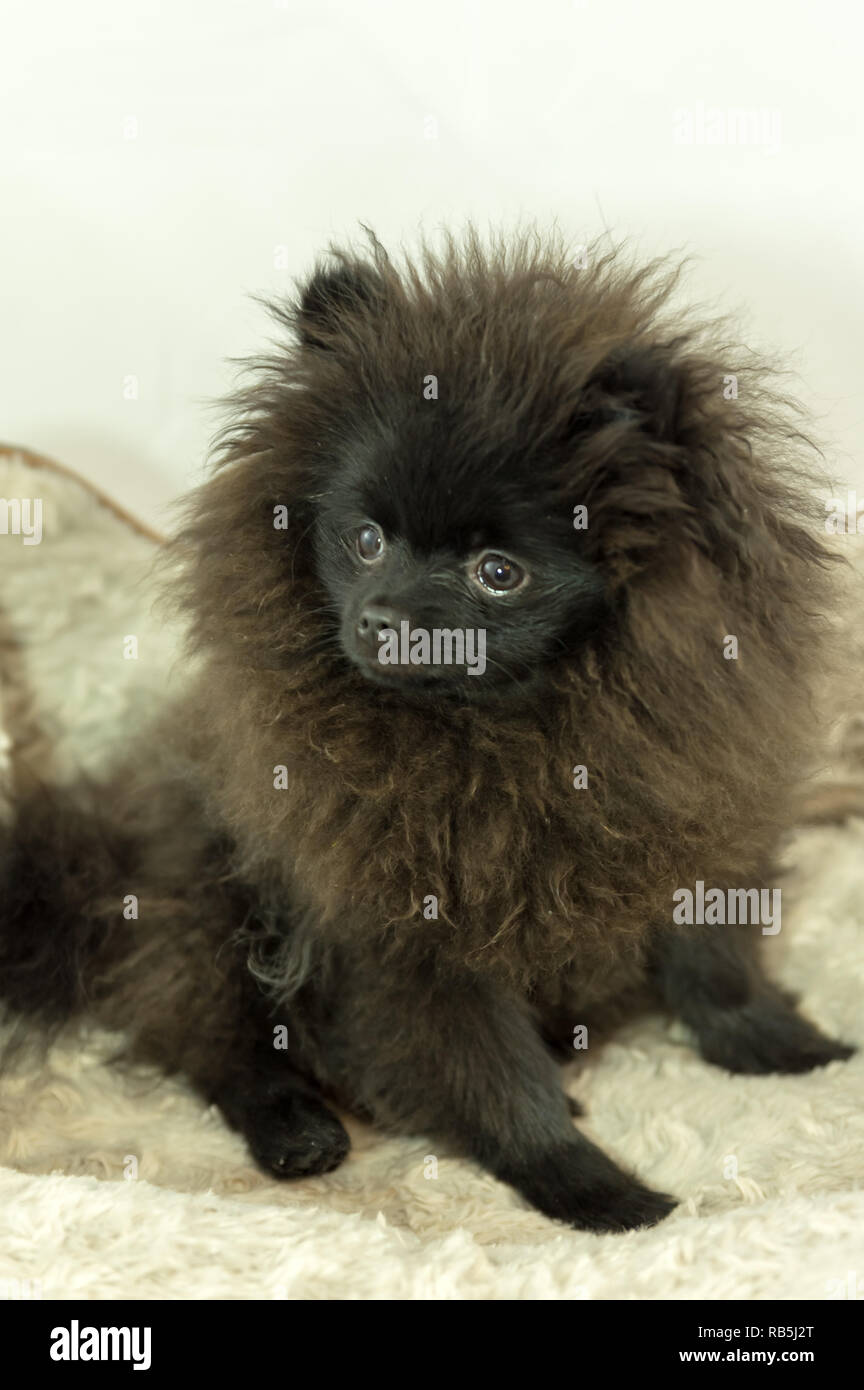 pomeranian black puppy Stock Photo - Alamy