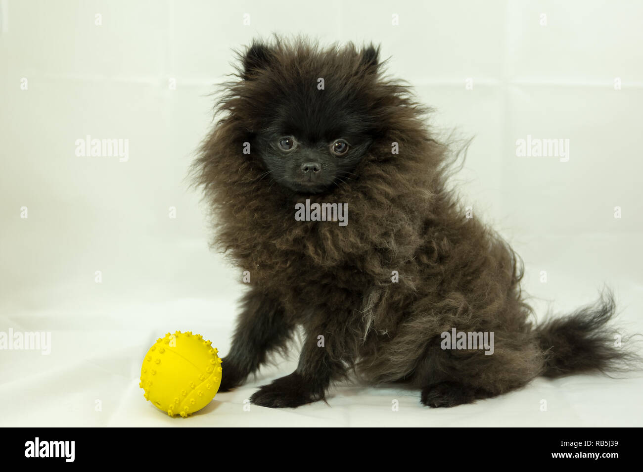 pomeranian black puppy Stock Photo - Alamy
