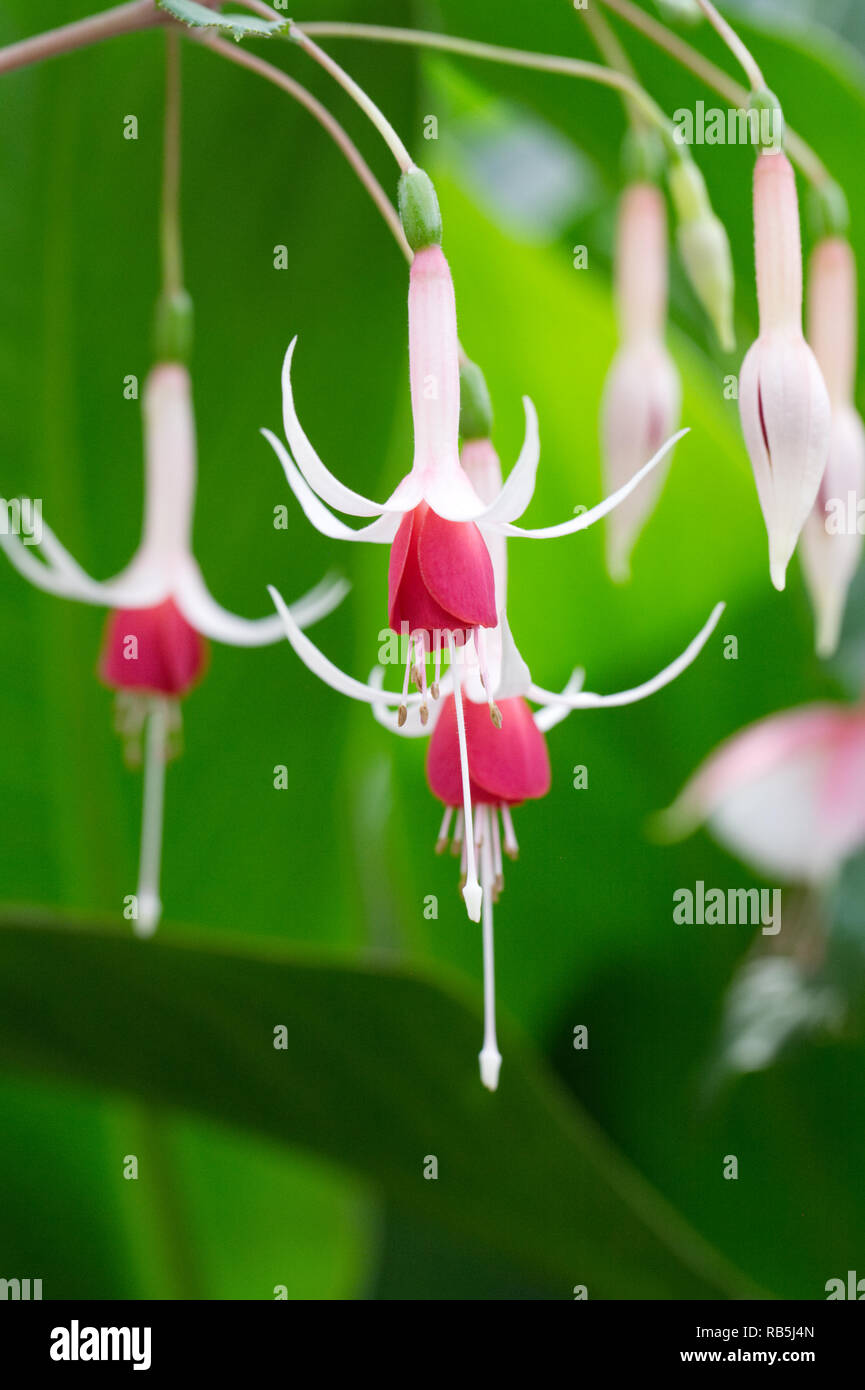 Fuchsia coloured blooms hi-res stock photography and images - Alamy