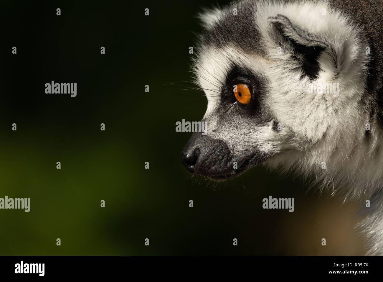 Lemur catta profile view of head looking to the left Stock Photo - Alamy