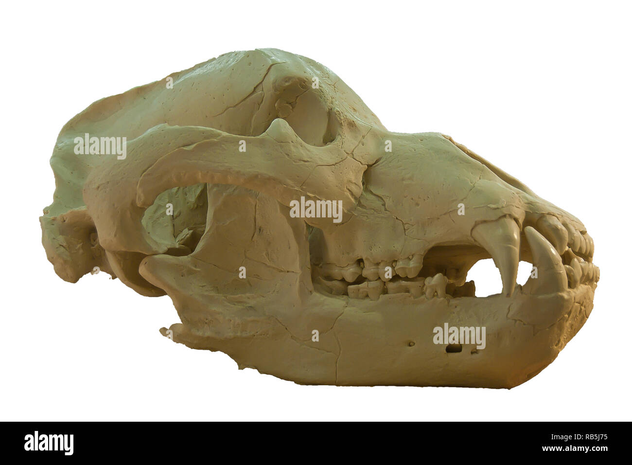 Animal skull head bone isolated Stock Photo - Alamy