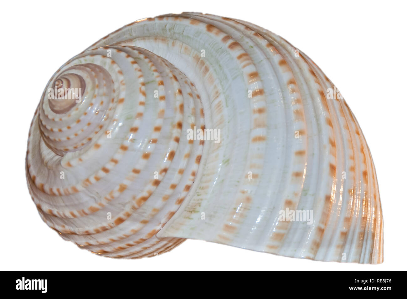 Conch shell isolated closeup sea Stock Photo - Alamy