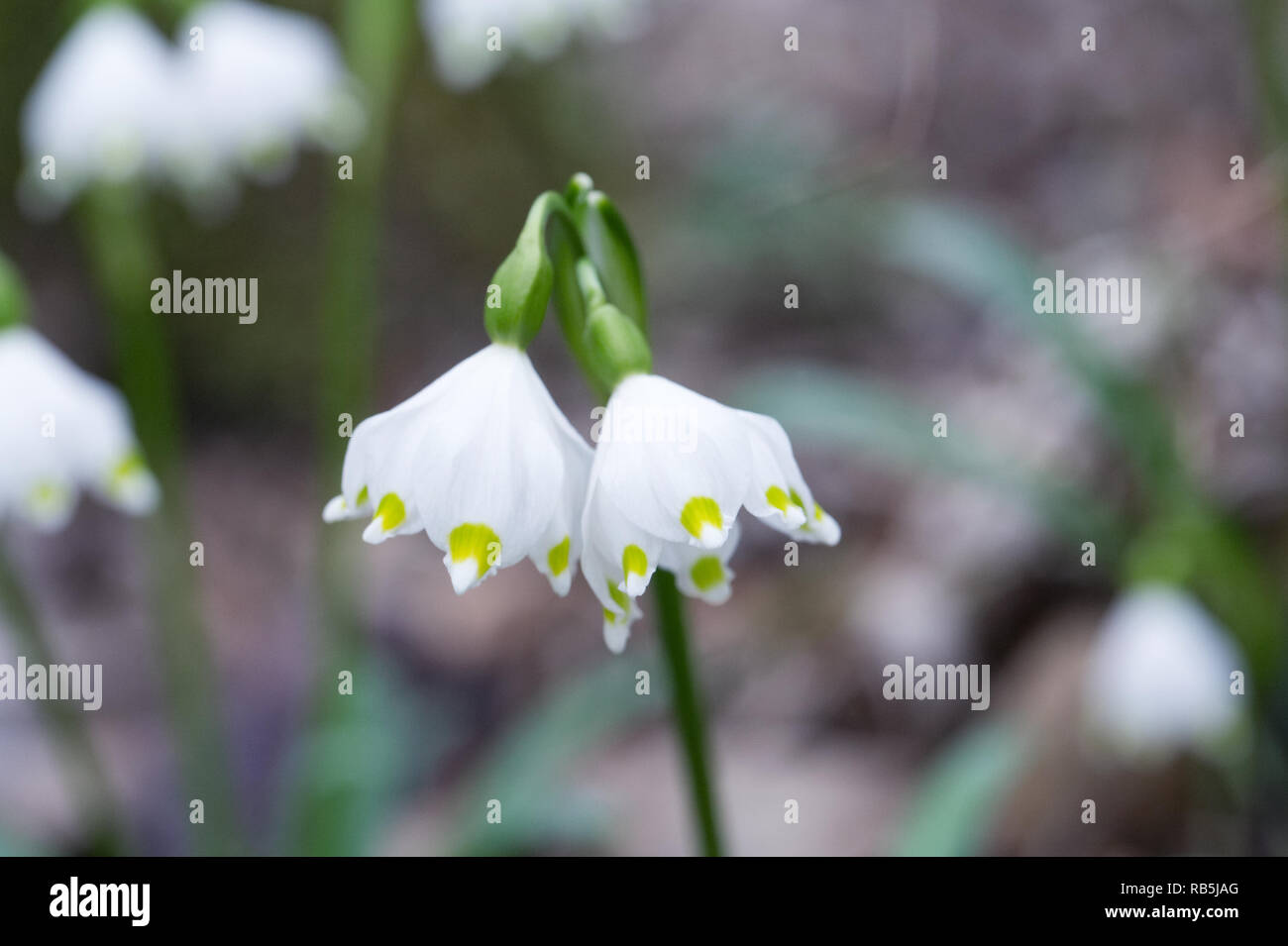 Leucojum vernum hi-res stock photography and images - Alamy