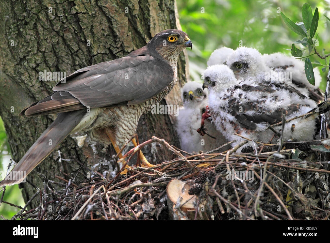 Sparrowhawks Uk High Resolution Stock Photography and Images - Alamy