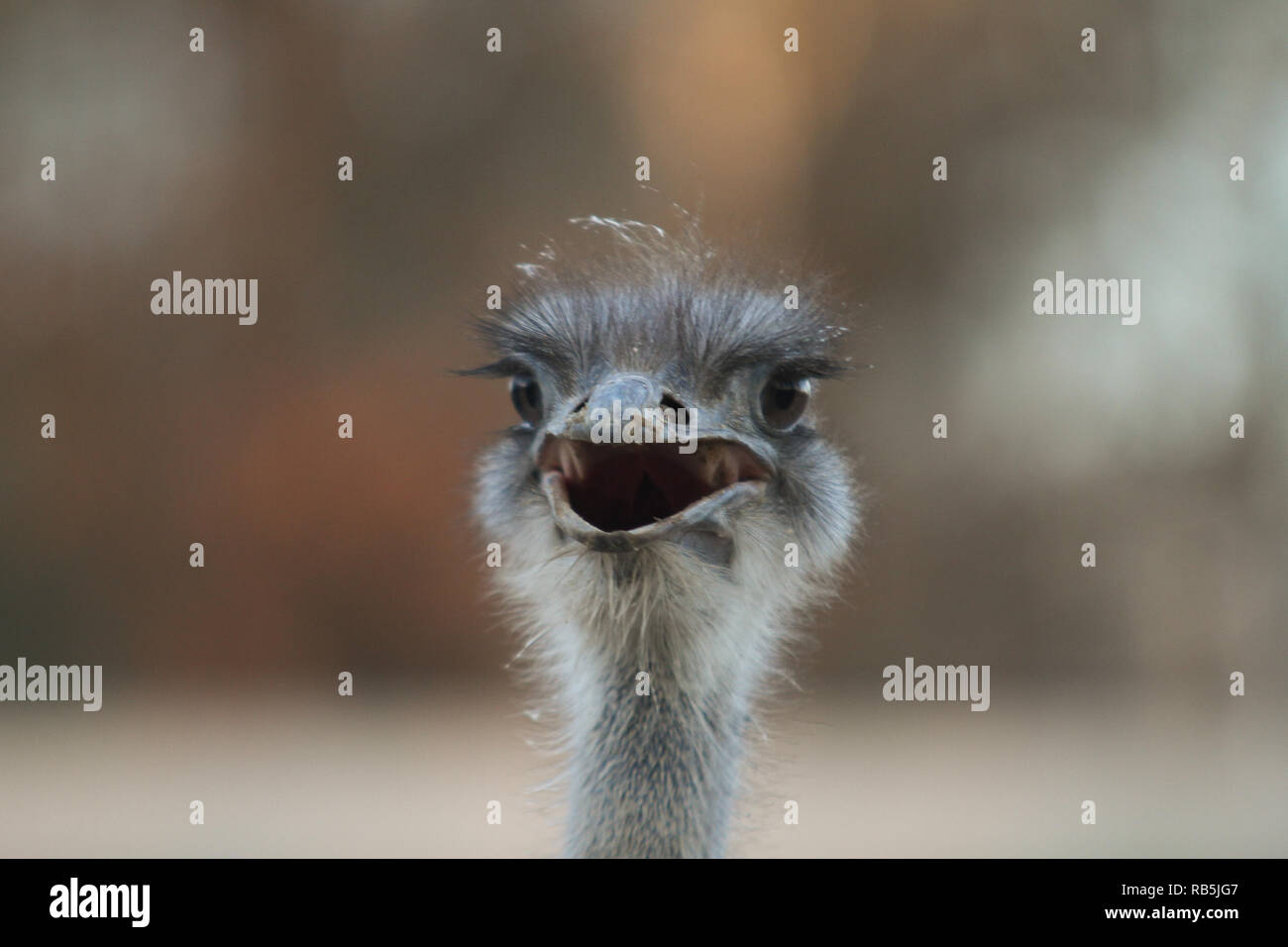 Beautiful countryside view of ostrich nature bird farm Stock Photo - Alamy
