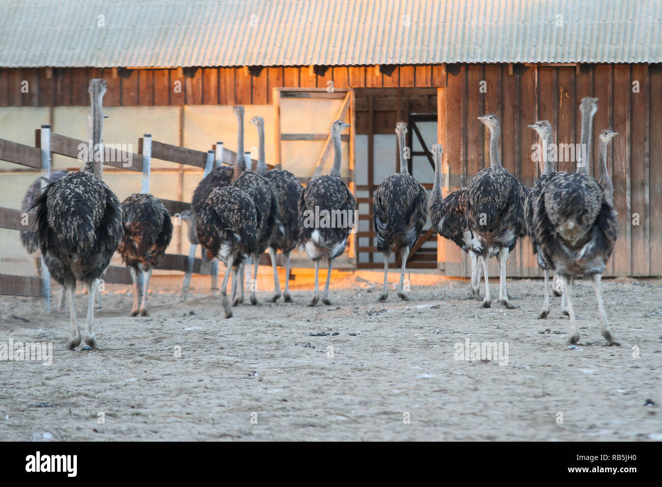Beautiful countryside view of ostrich nature bird farm Stock Photo - Alamy