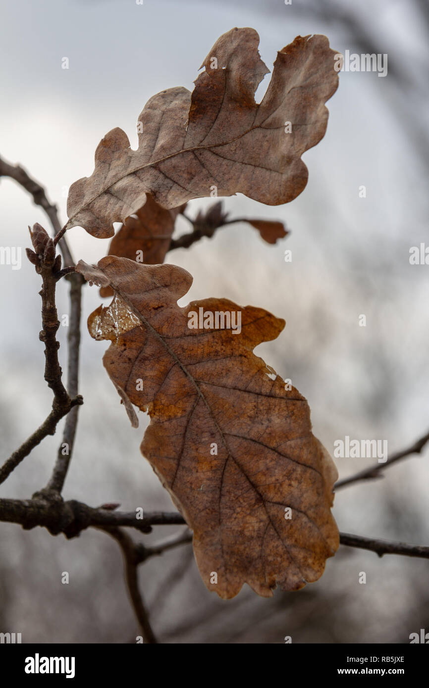 Dead leaf on branch hi-res stock photography and images - Alamy