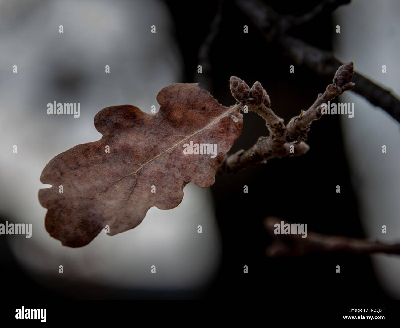 Dead oak leaf hi-res stock photography and images - Alamy
