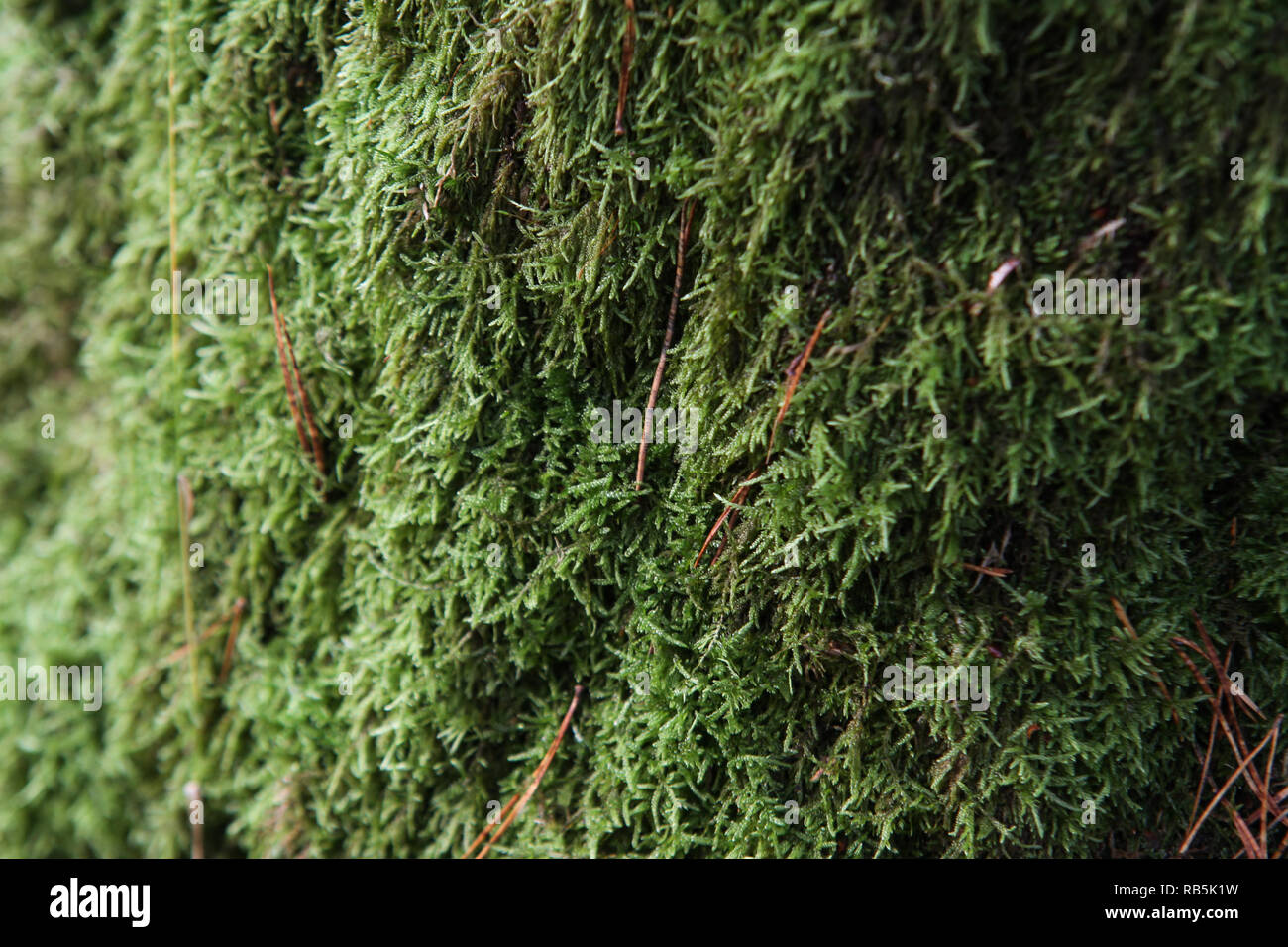 Beautiful forest nature view of green moss pattern Stock Photo - Alamy