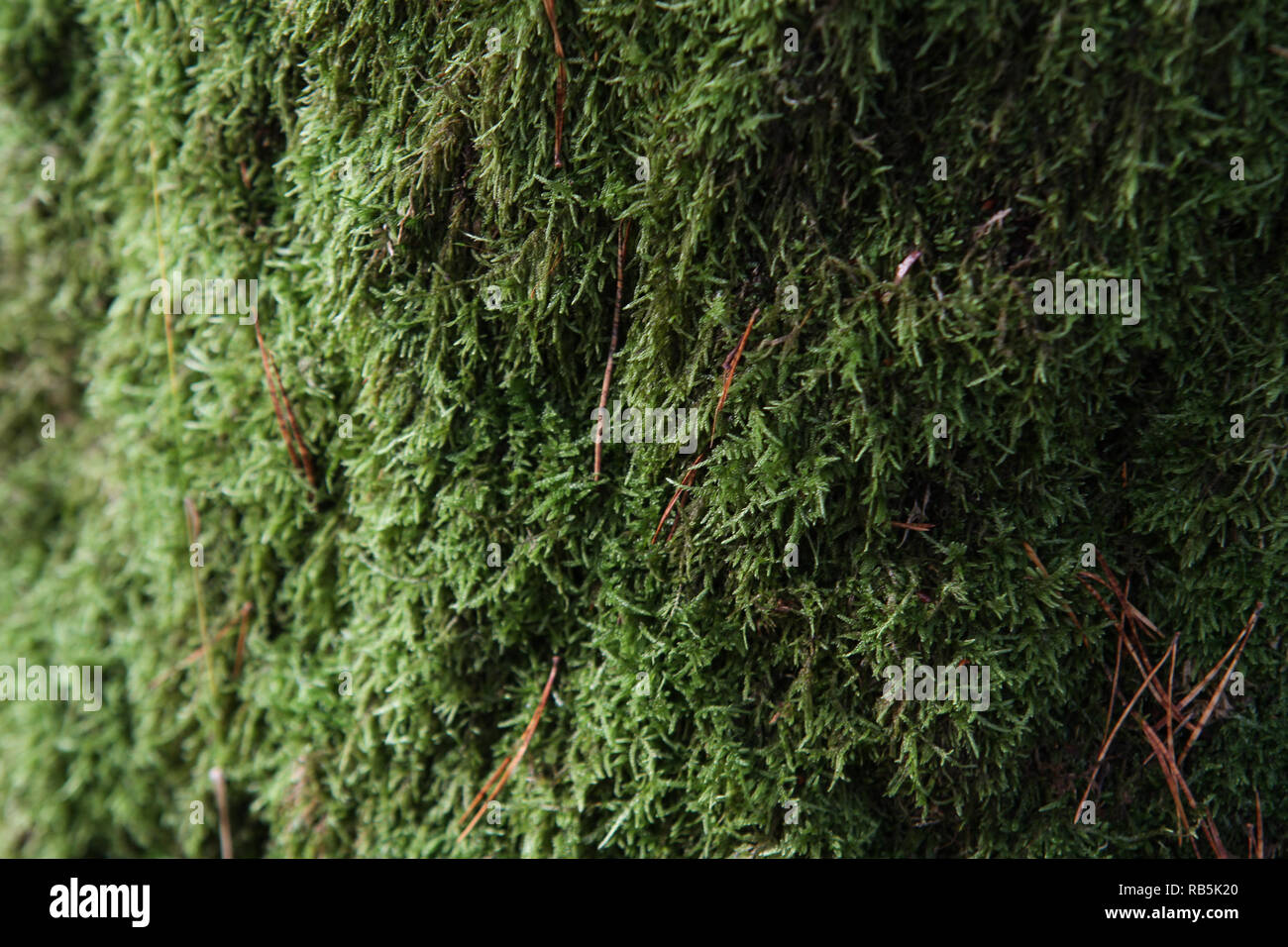 Beautiful forest nature view of green moss pattern Stock Photo - Alamy