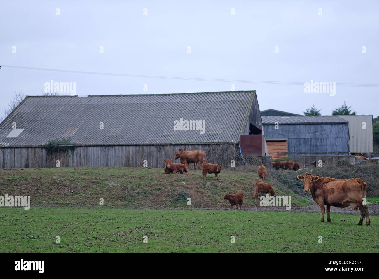Barns and cows hi-res stock photography and images - Alamy