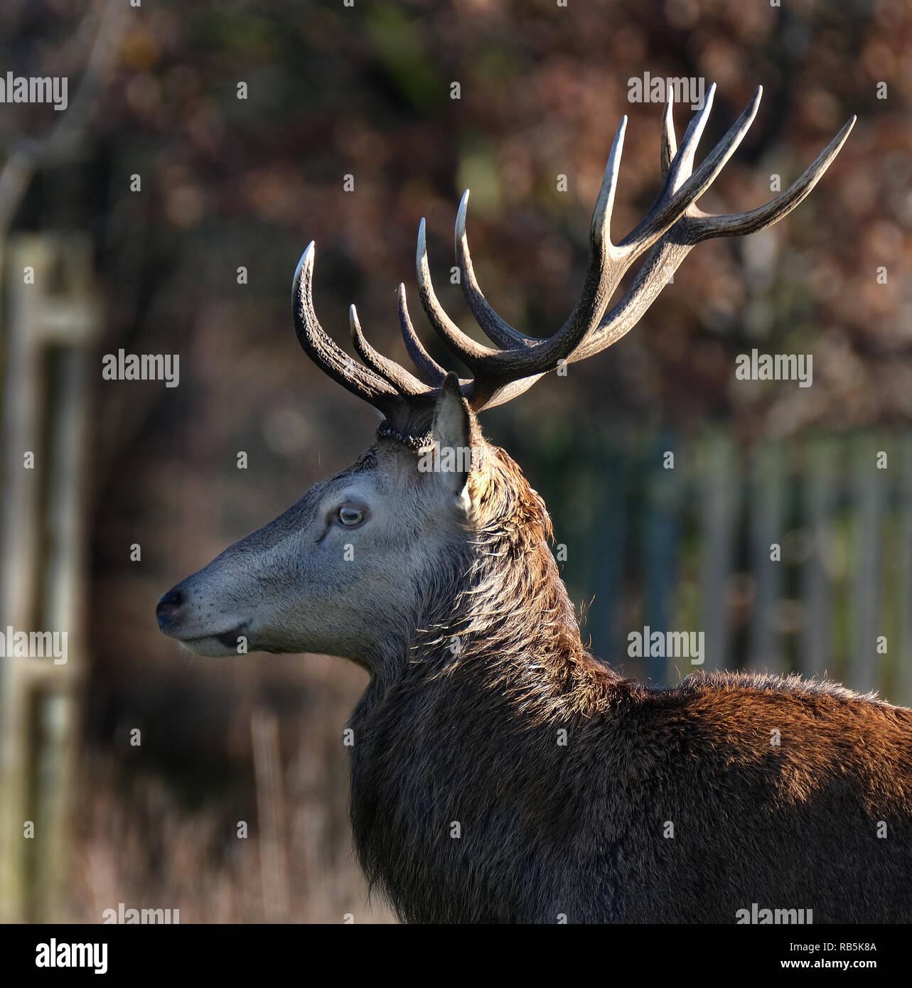 Red Deer stag in country house parkland Stock Photo - Alamy