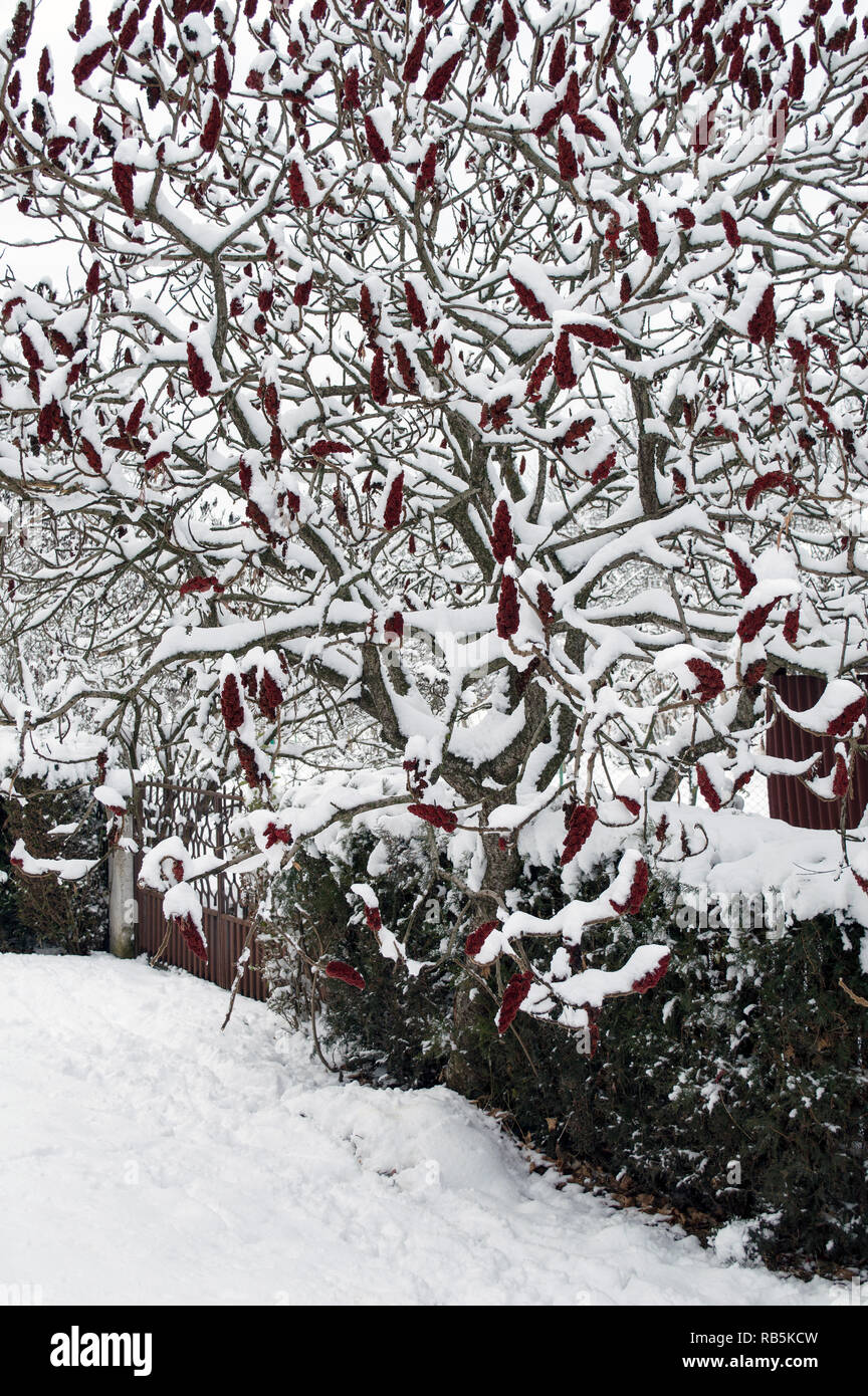 Snowy tree background Stock Photo - Alamy