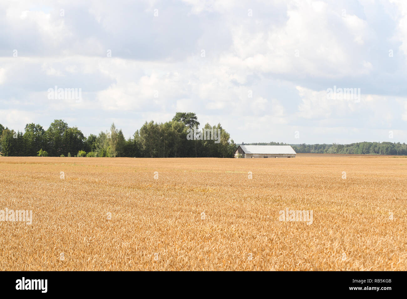 Countryside view of farmside landscape. Located in Europe - Latvia ...