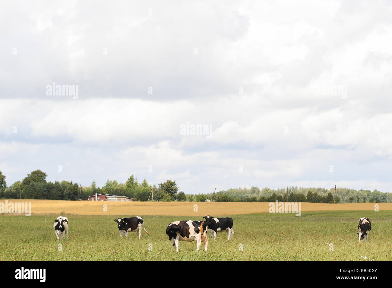 Landscape view of beautiful cows in a countryside farm view Stock Photo ...