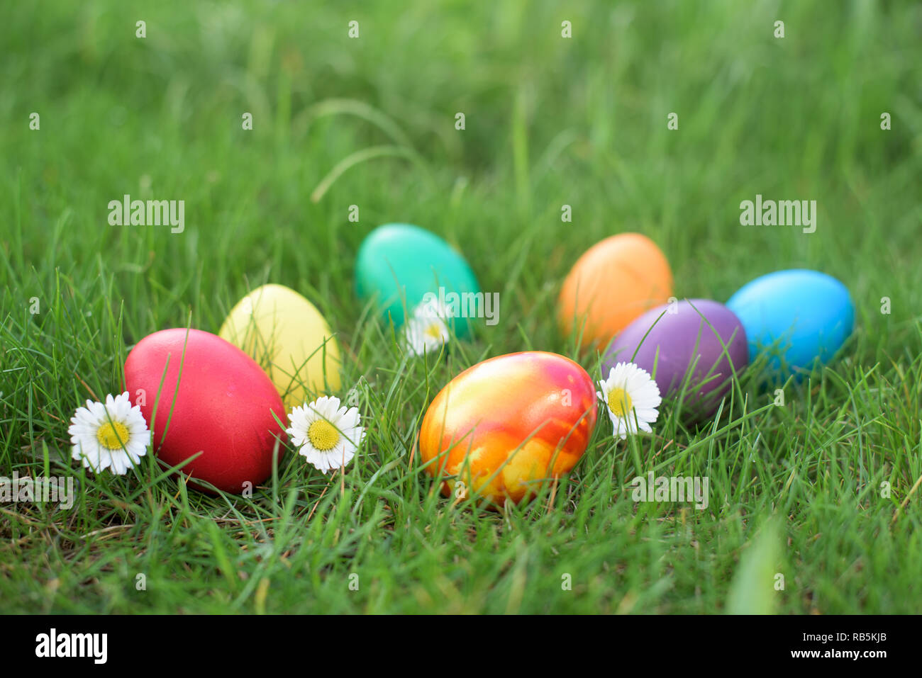 Seven hen colored eggs in a grass - Easter hunt Stock Photo - Alamy