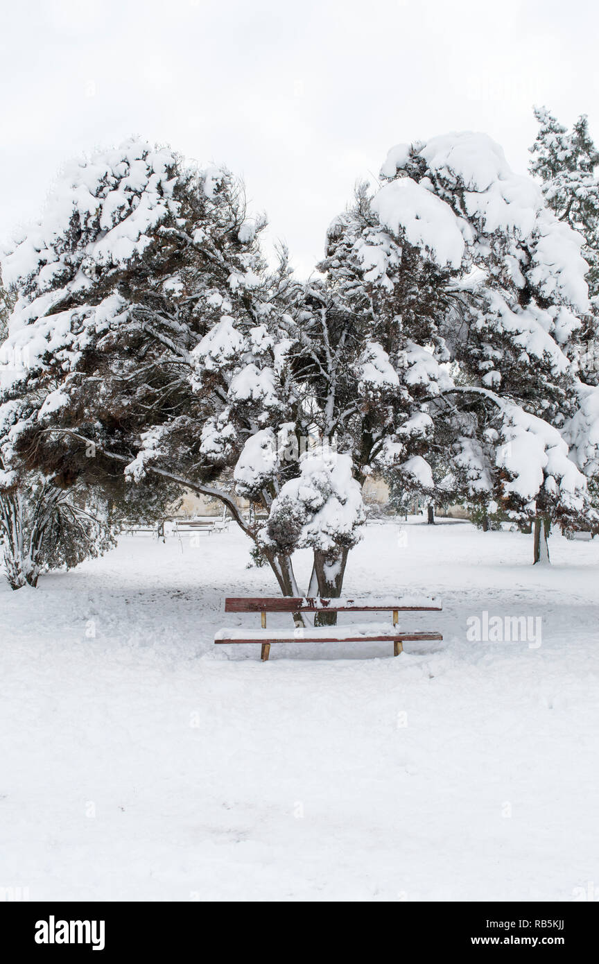 Tree with snow in the winter Stock Photo - Alamy