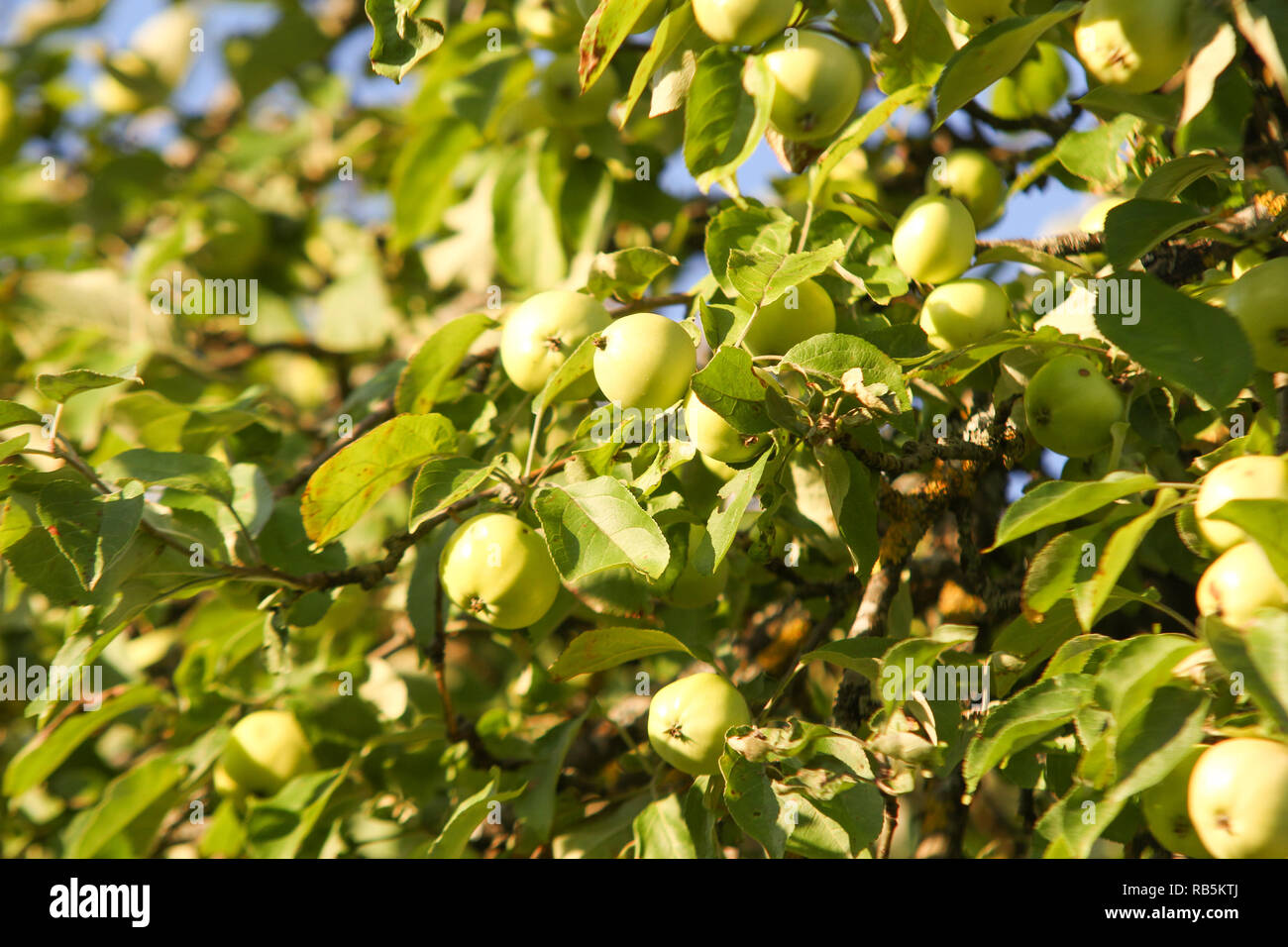 Apple view hi-res stock photography and images - Alamy