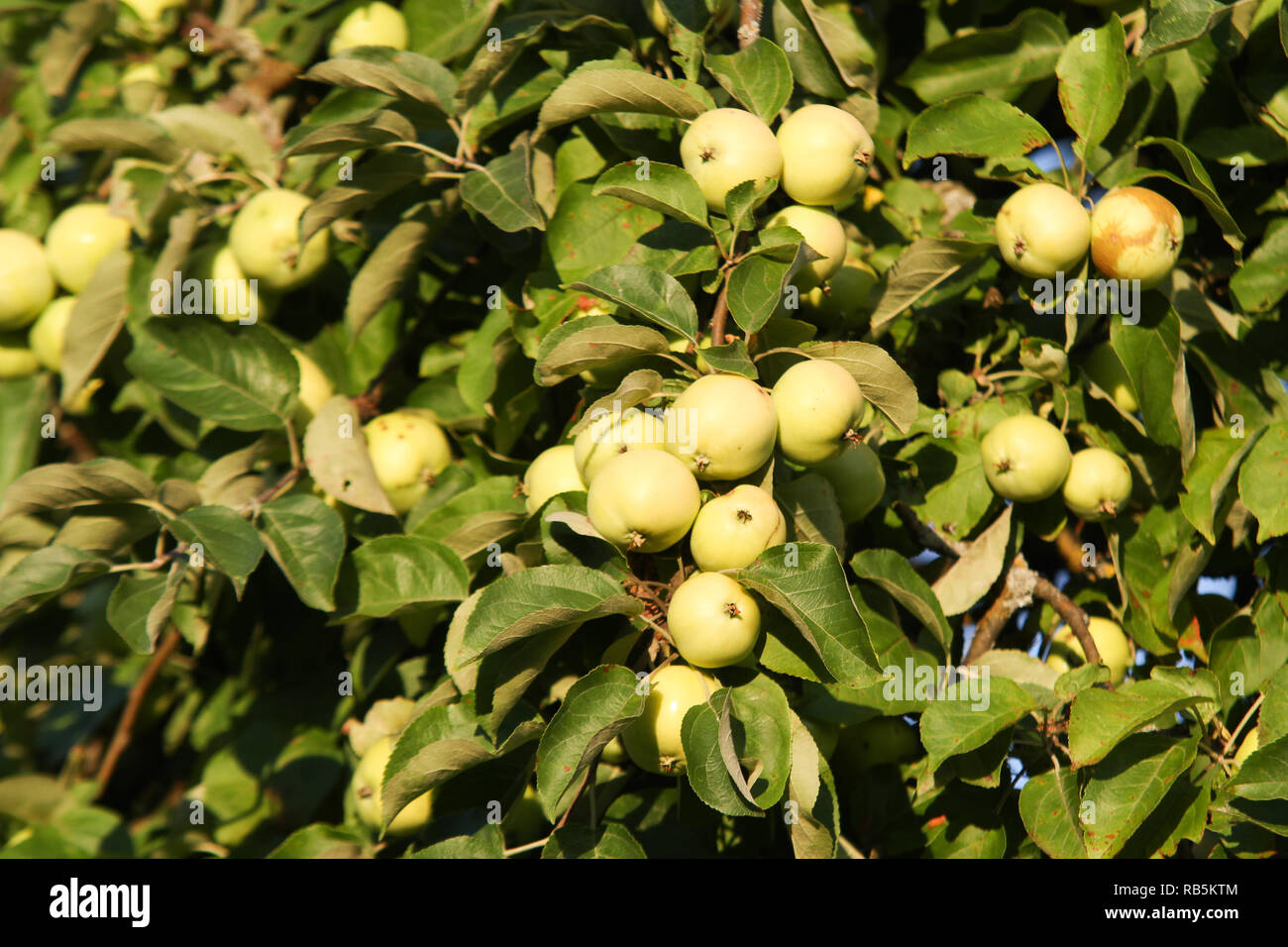 Beautiful texture apple tree hi-res stock photography and images - Alamy