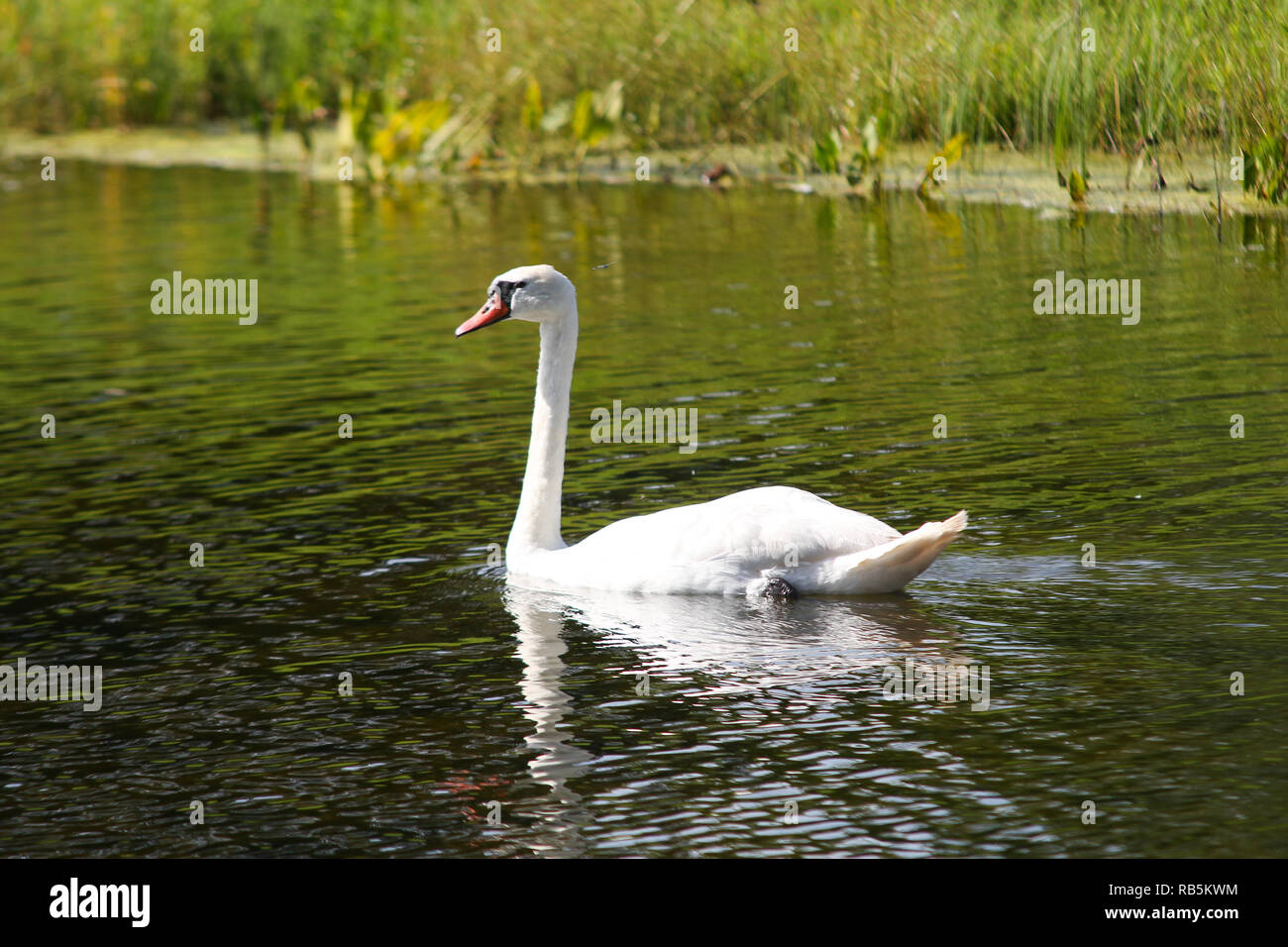 Beautiful pond view with white swan swimming over waterside pond Stock ...