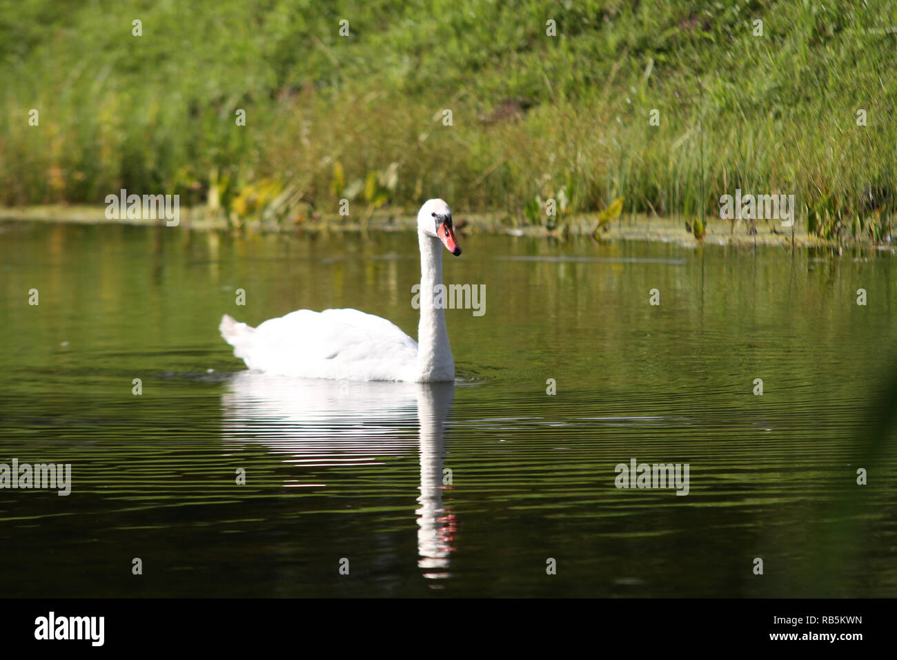Beautiful pond view with white swan swimming over waterside pond Stock ...