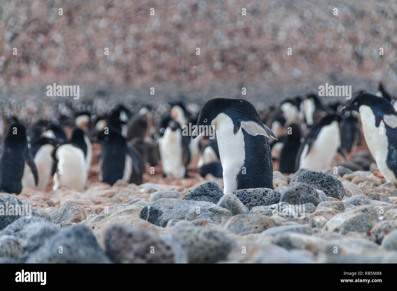 Penguins adelie colony iceberg background hi-res stock photography and ...
