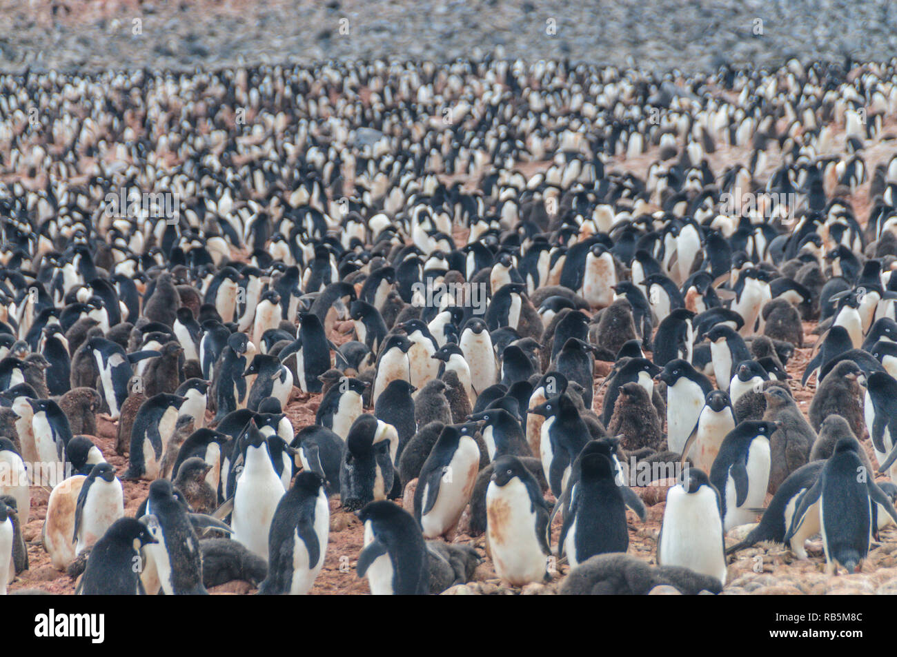 Penguins adelie colony iceberg background hi-res stock photography and ...