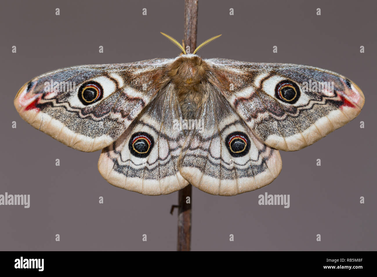 Emperor moth hi-res stock photography and images - Alamy