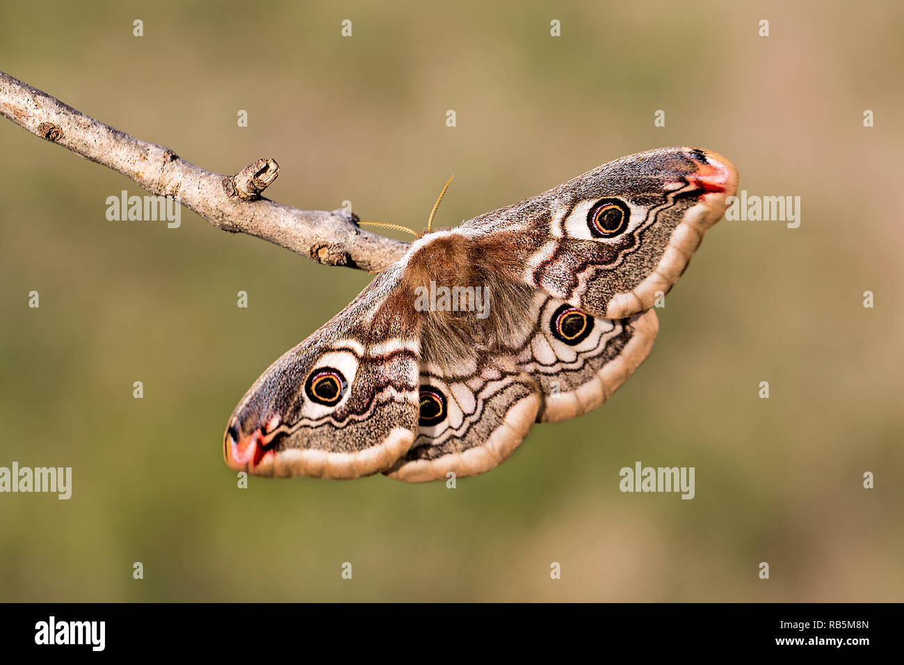 Small Emperor Moth (Saturnia pavonia Stock Photo - Alamy