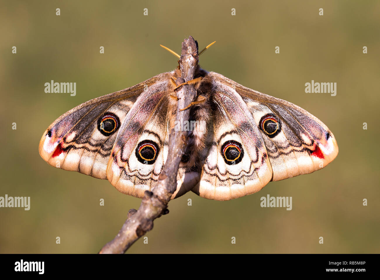 Small Emperor Moth (Saturnia pavonia Stock Photo - Alamy