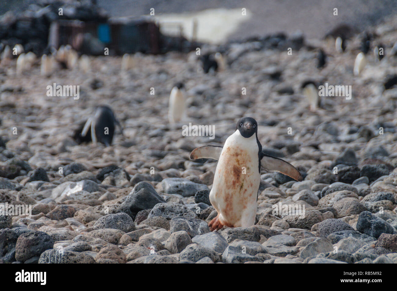 Penguins adelie colony iceberg background hi-res stock photography and ...